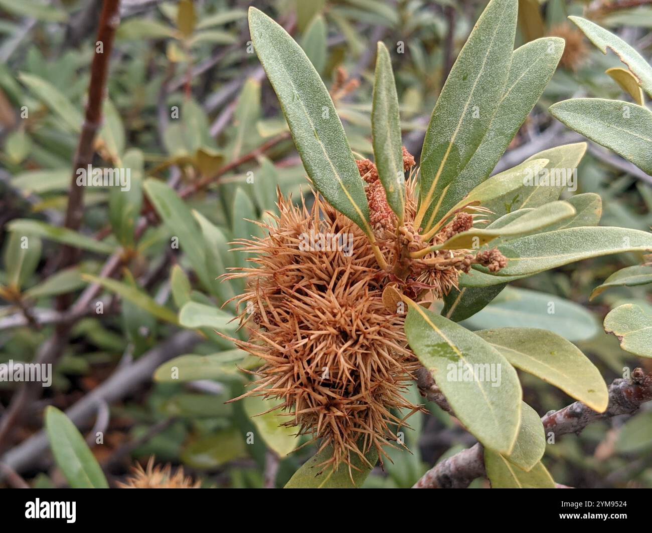 bush chinquapin (Chrysolepis sempervirens Stock Photo - Alamy