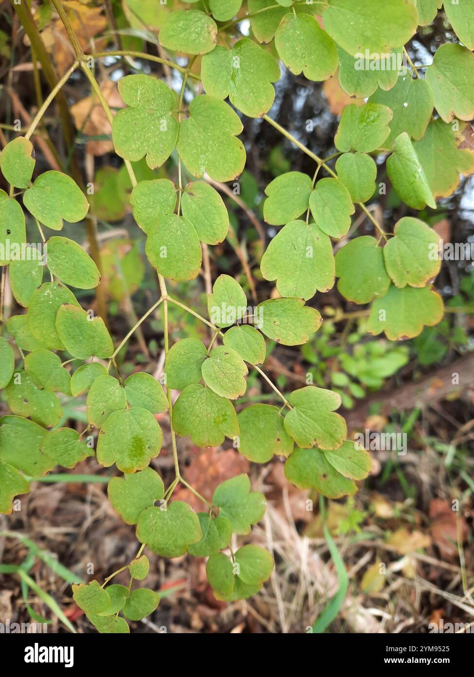 tall meadow-rue (Thalictrum pubescens Stock Photo - Alamy