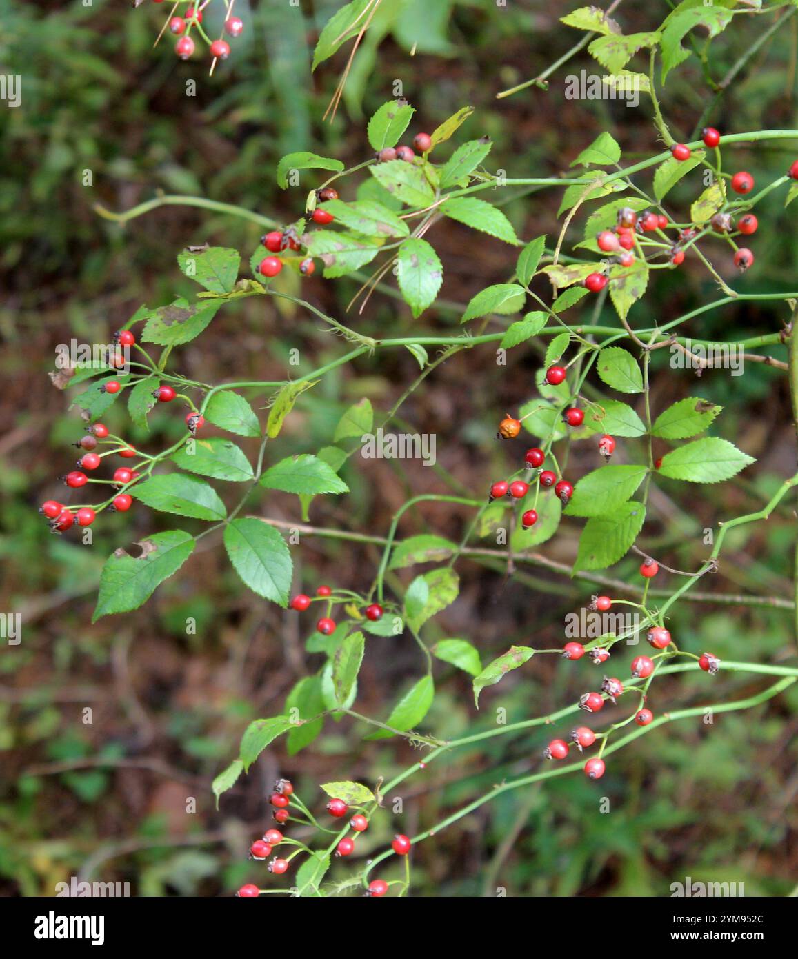 multiflora rose (Rosa multiflora Stock Photo - Alamy