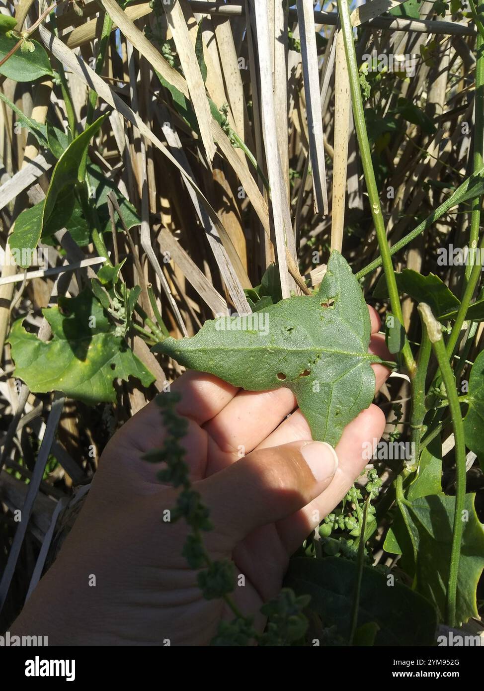 Russian atriplex (Atriplex micrantha Stock Photo - Alamy