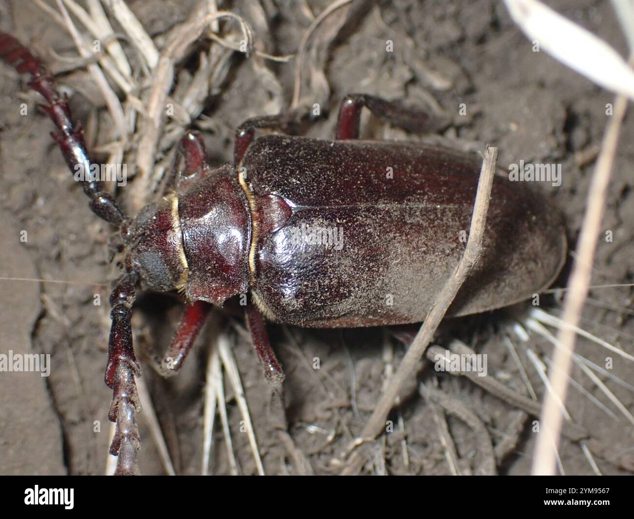 California Root Borer (Prionus californicus Stock Photo - Alamy