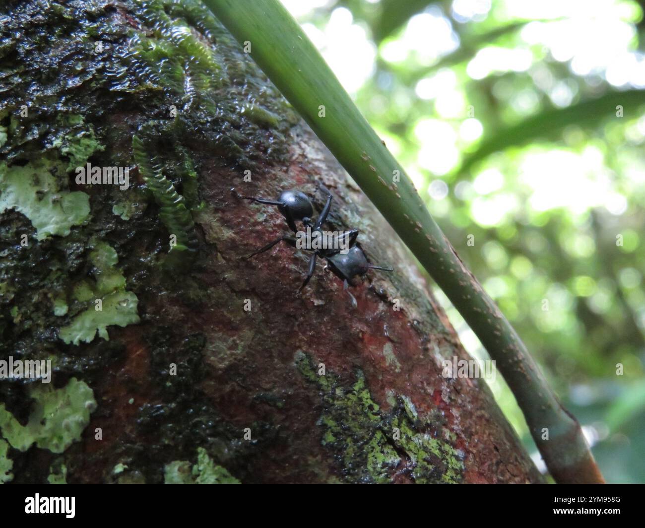 Common Giant Turtle Ant (Cephalotes atratus Stock Photo - Alamy