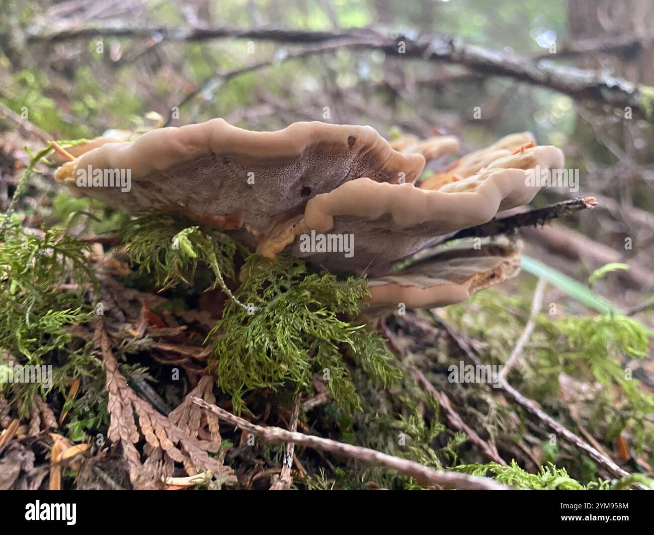 Orange Rough-cap Tooth (Hydnellum aurantiacum Stock Photo - Alamy