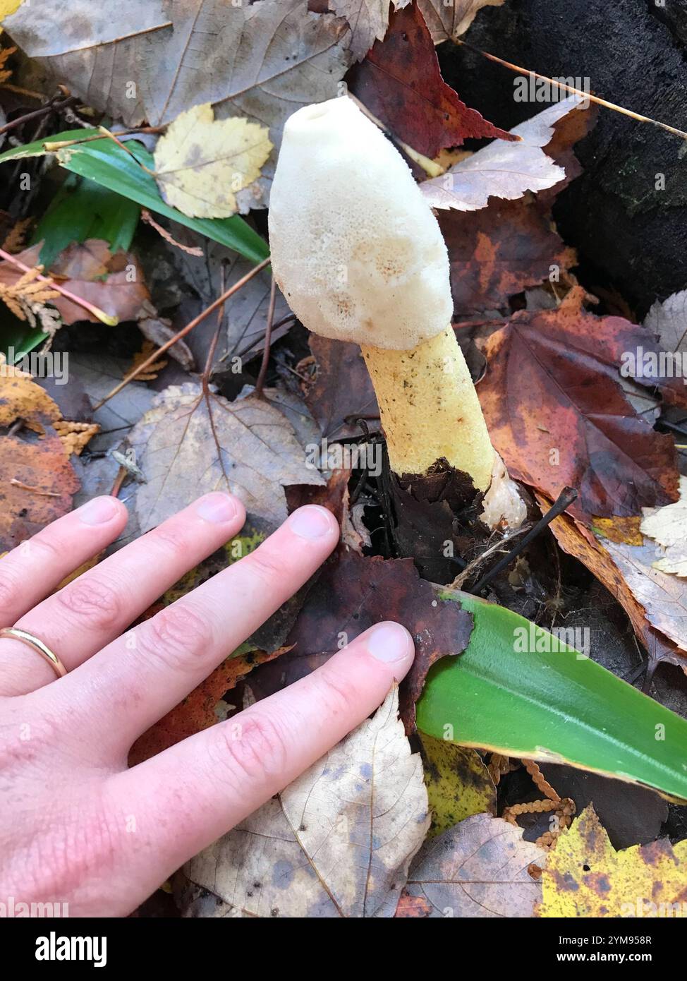 Ravenel's stinkhorn (Phallus ravenelii Stock Photo - Alamy