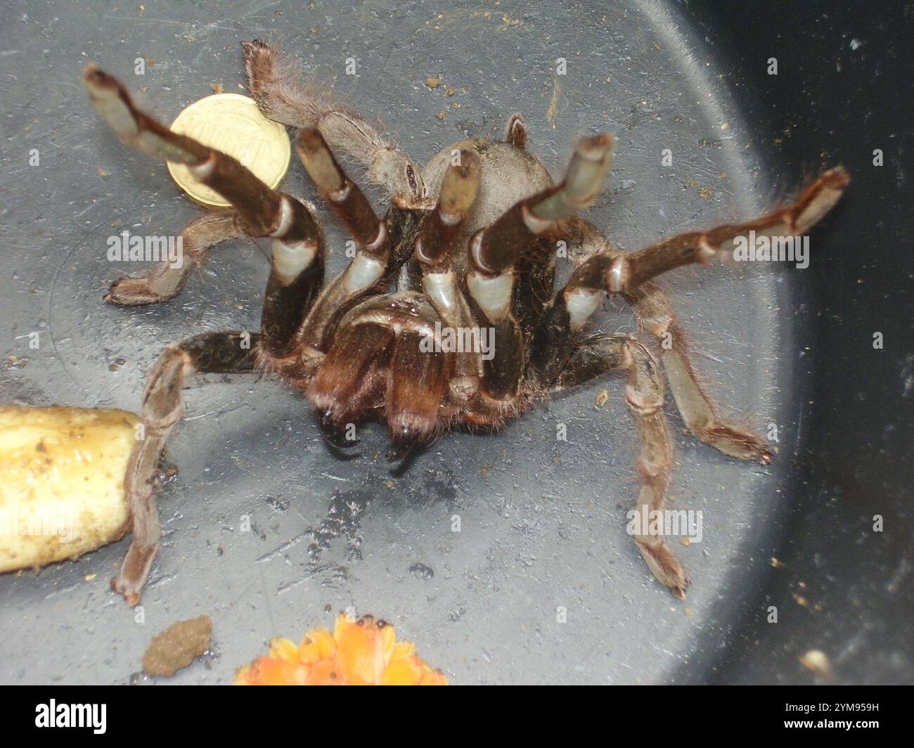 São Tomé Giant Baboon Spider (Hysterocrates scepticus Stock Photo - Alamy