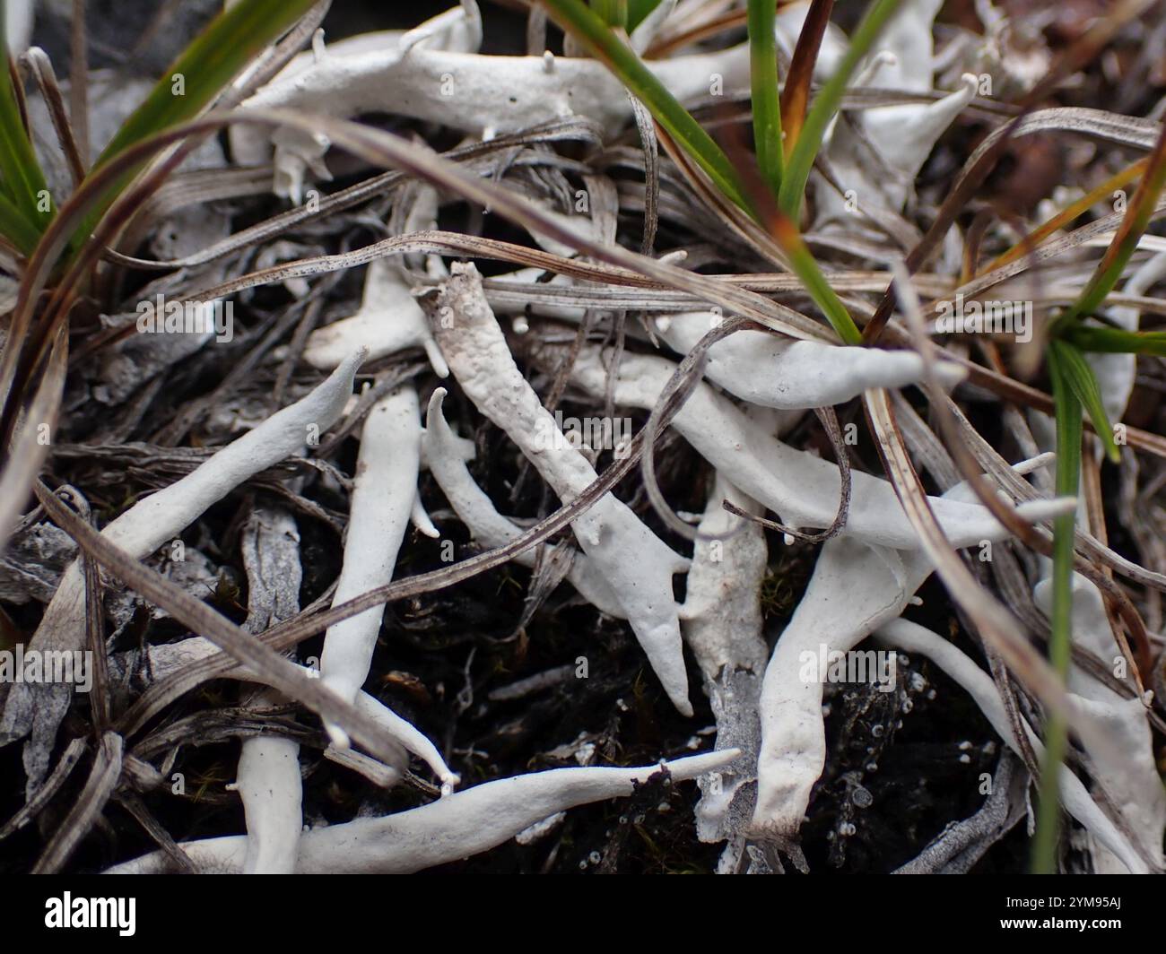 Whiteworm Lichen (Thamnolia vermicularis Stock Photo - Alamy