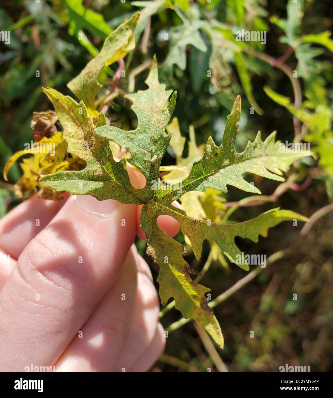 Alamo vine (Distimake dissectus Stock Photo - Alamy