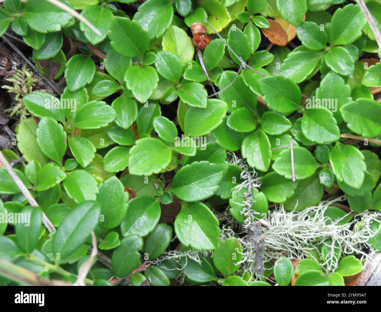 Twinflower (Linnaea borealis Stock Photo - Alamy