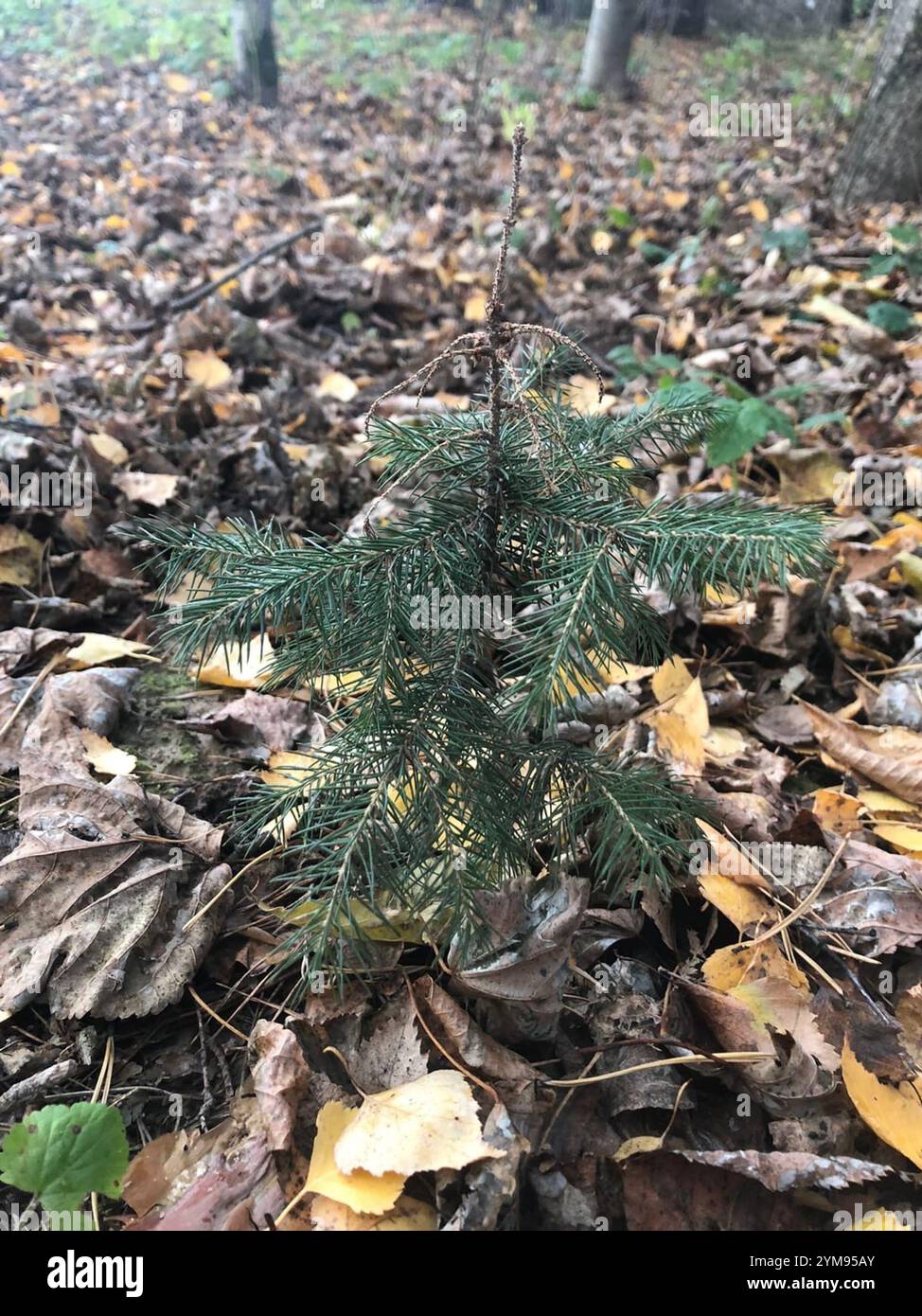pine family (Pinaceae Stock Photo - Alamy