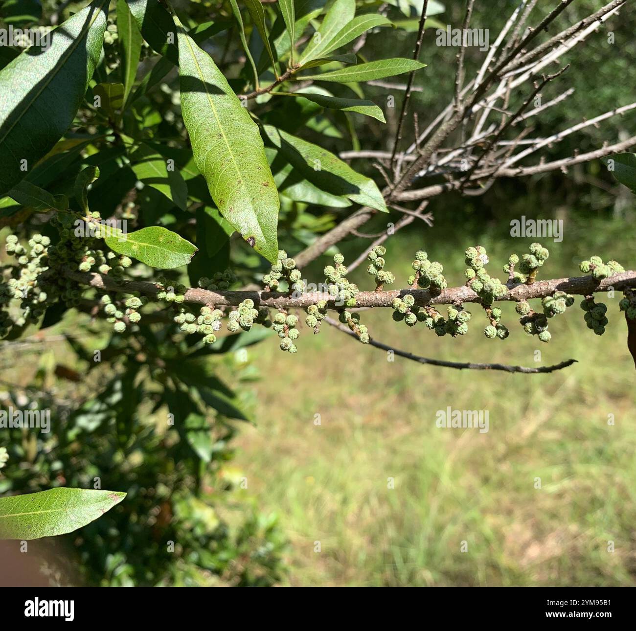 wax myrtle (Morella cerifera Stock Photo - Alamy