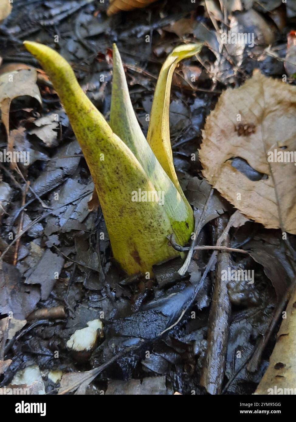 Eastern Skunk Cabbage (Symplocarpus foetidus Stock Photo - Alamy