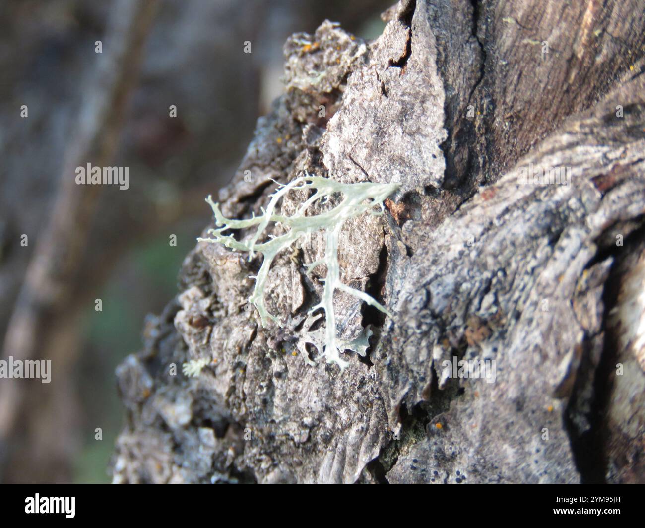 bushy lichens, sea-fog lichens, and allies (Ramalinaceae Stock Photo ...