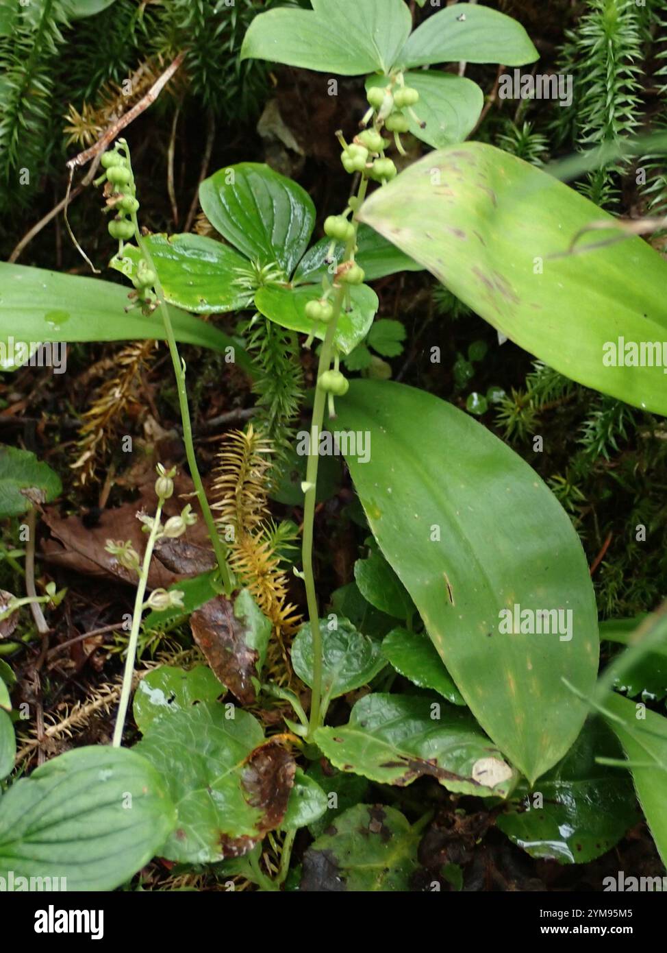 heath family (Ericaceae Stock Photo - Alamy