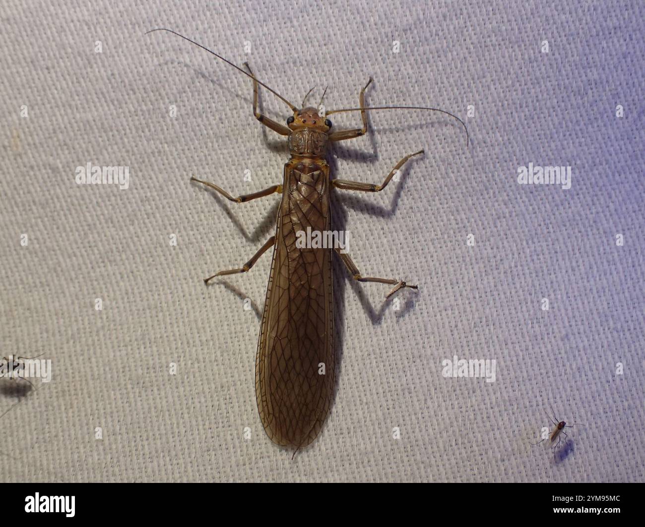 Common Stoneflies (Perlidae Stock Photo - Alamy