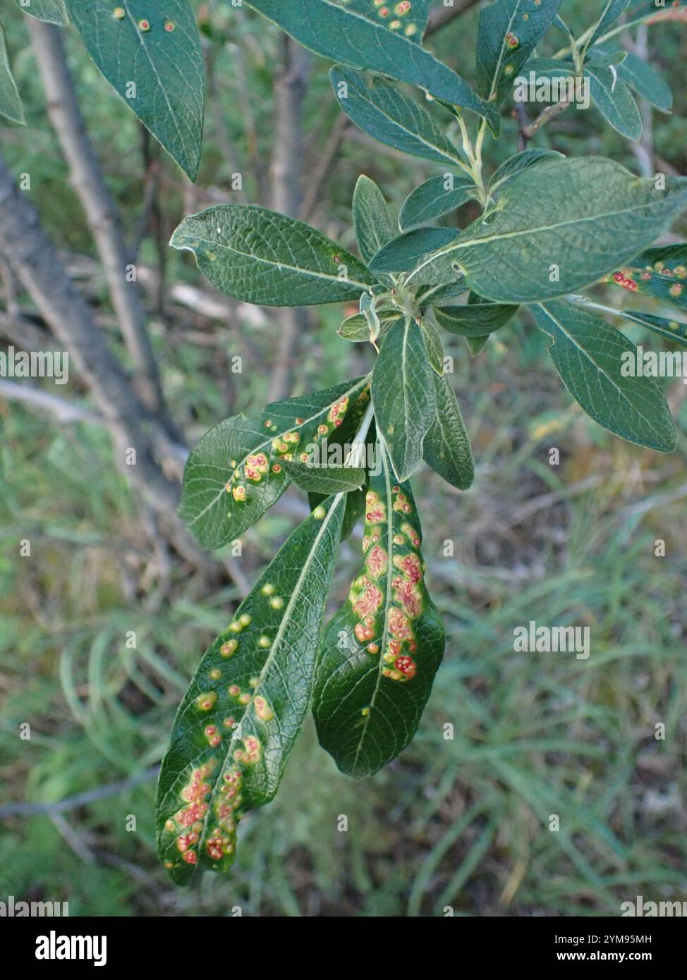 Aculus tetanothrix hi-res stock photography and images - Alamy
