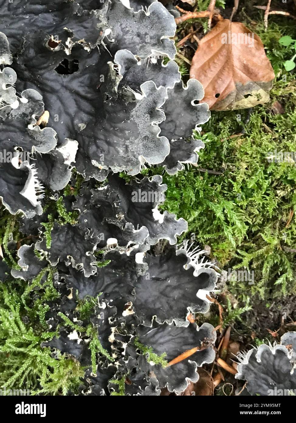 scaly pelt lichen (Peltigera praetextata Stock Photo - Alamy