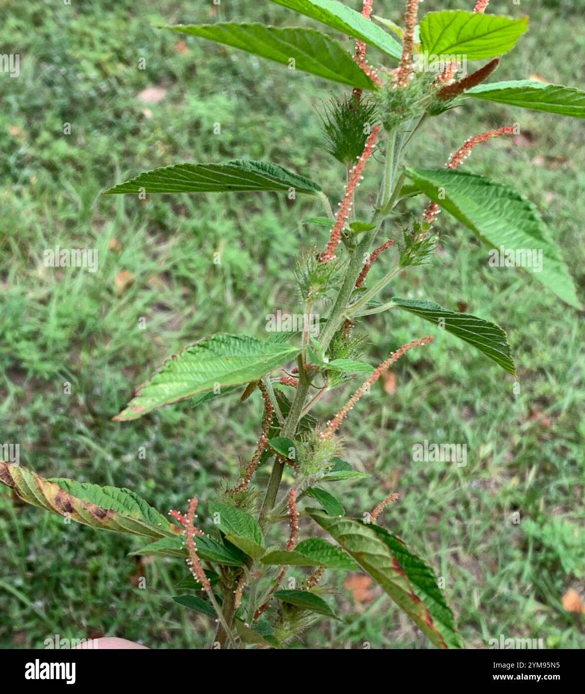 Field Copperleaf (Acalypha arvensis Stock Photo - Alamy