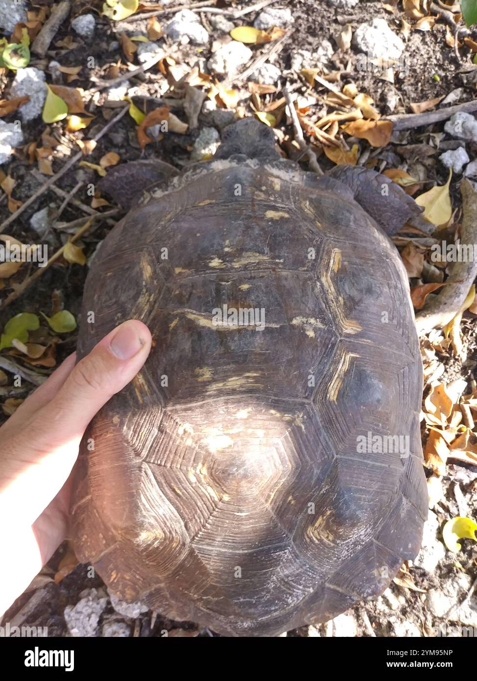 Gopher Tortoise (Gopherus polyphemus Stock Photo - Alamy