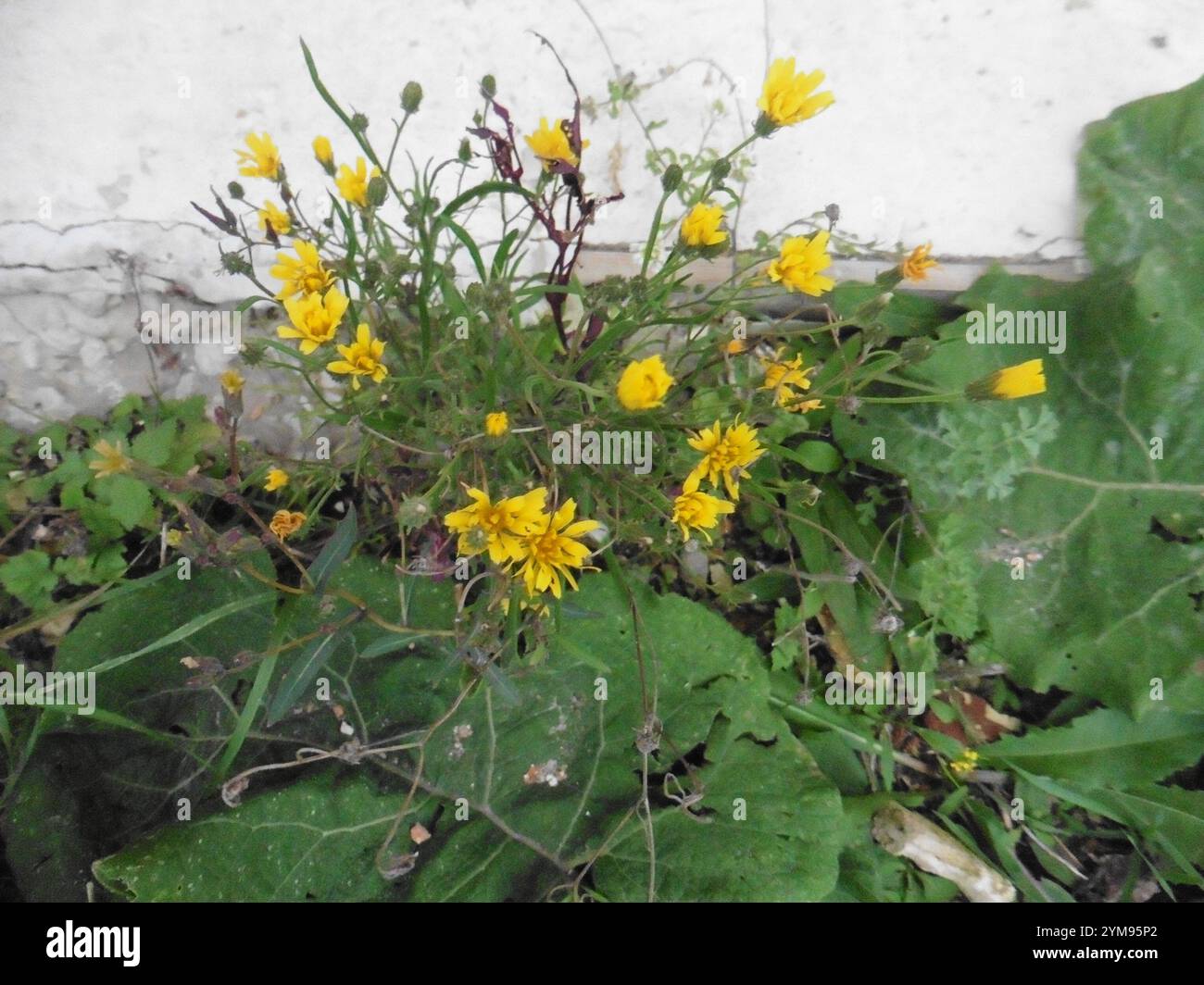 narrow-leaved hawksbeard (Crepis tectorum Stock Photo - Alamy