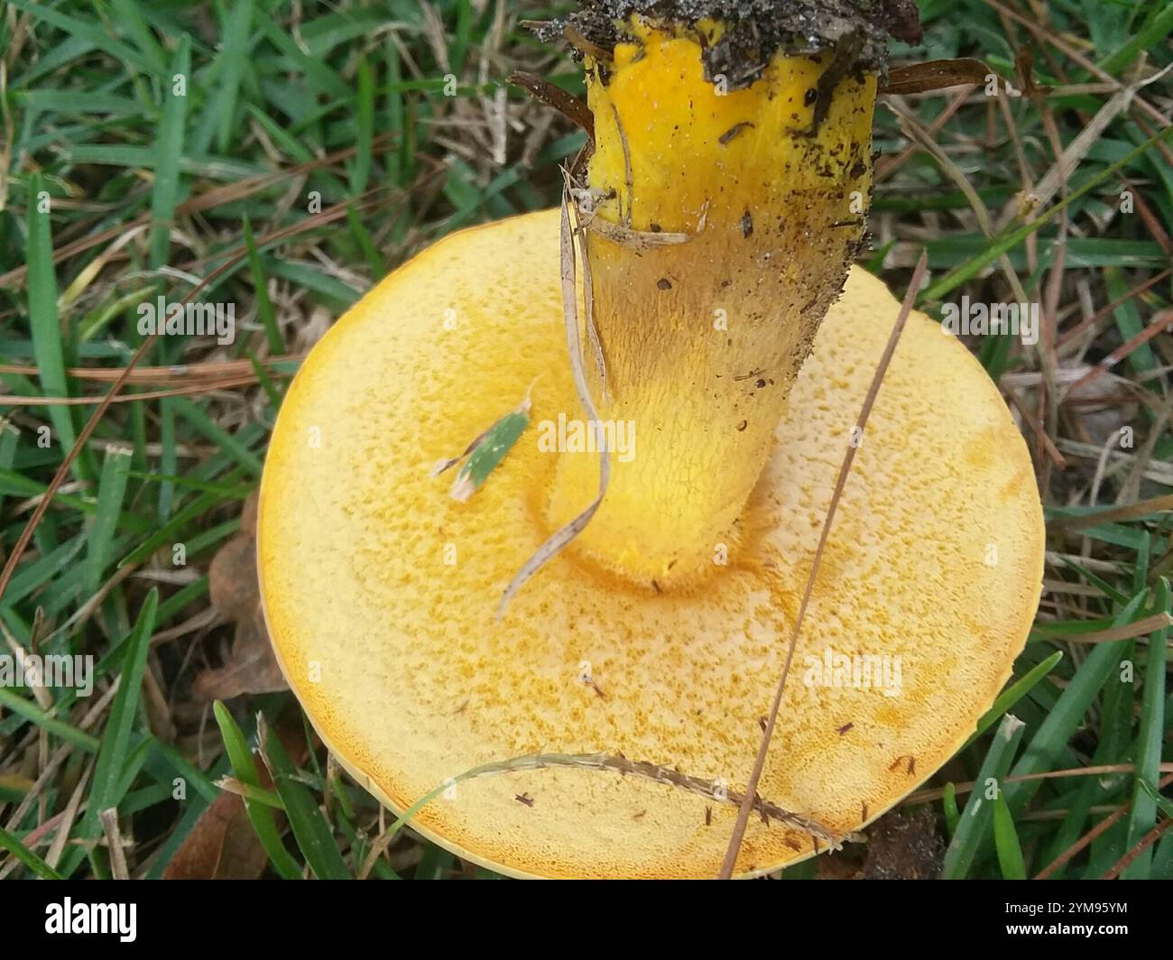 butter-foot bolete (Boletus auripes Stock Photo - Alamy