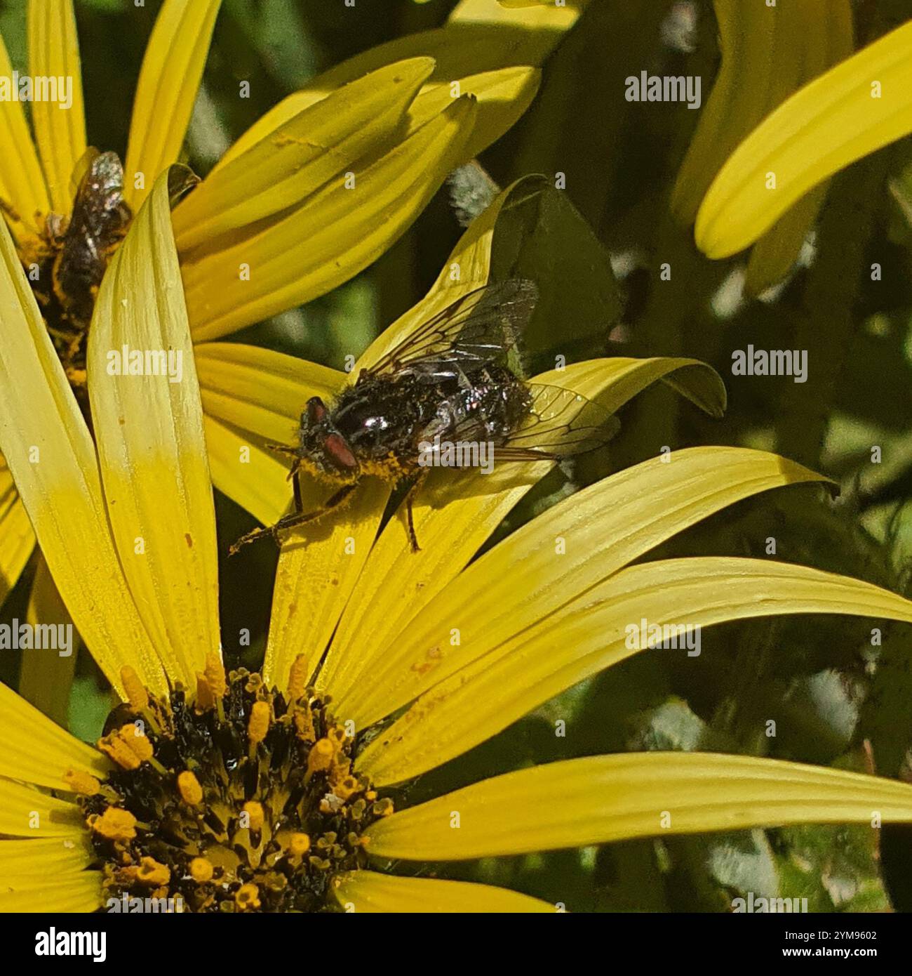 Horse and Deer Flies (Tabanidae Stock Photo - Alamy