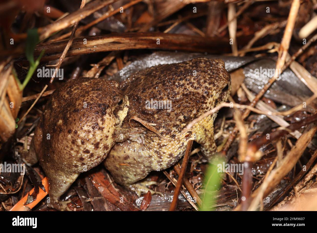 Giant Rain Frog (Breviceps gibbosus Stock Photo - Alamy