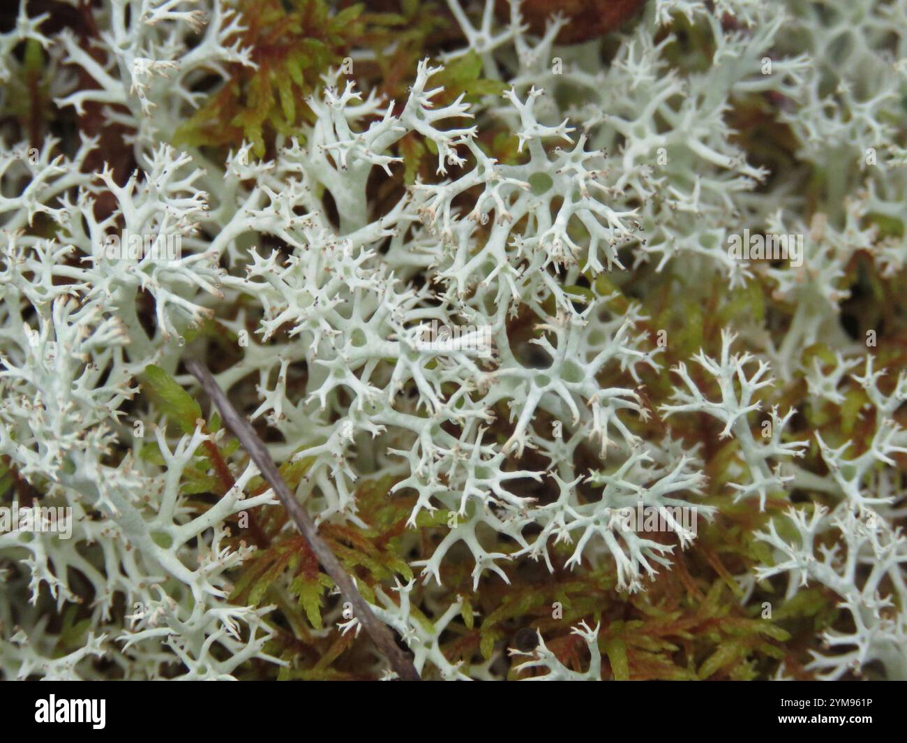 Reindeer Lichen (Cladonia portentosa Stock Photo - Alamy