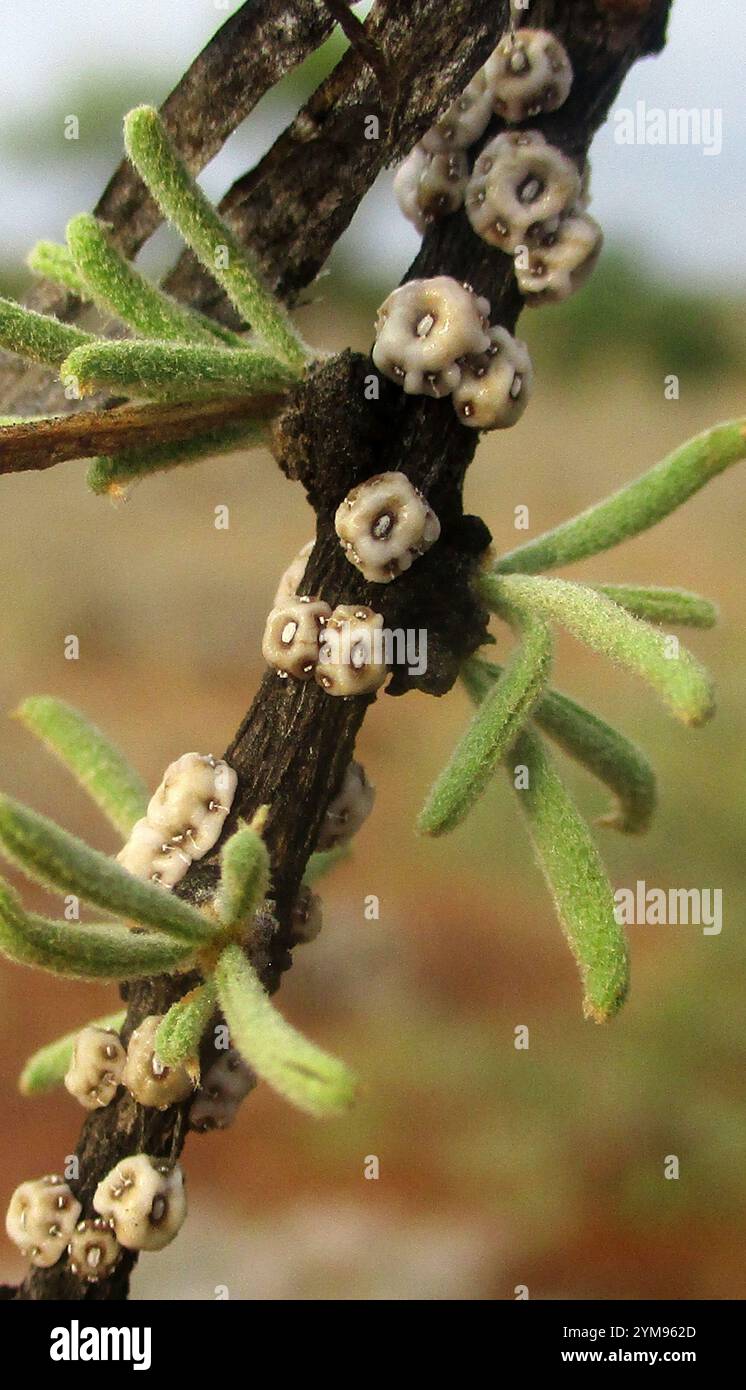 Ceroplastes hi-res stock photography and images - Alamy