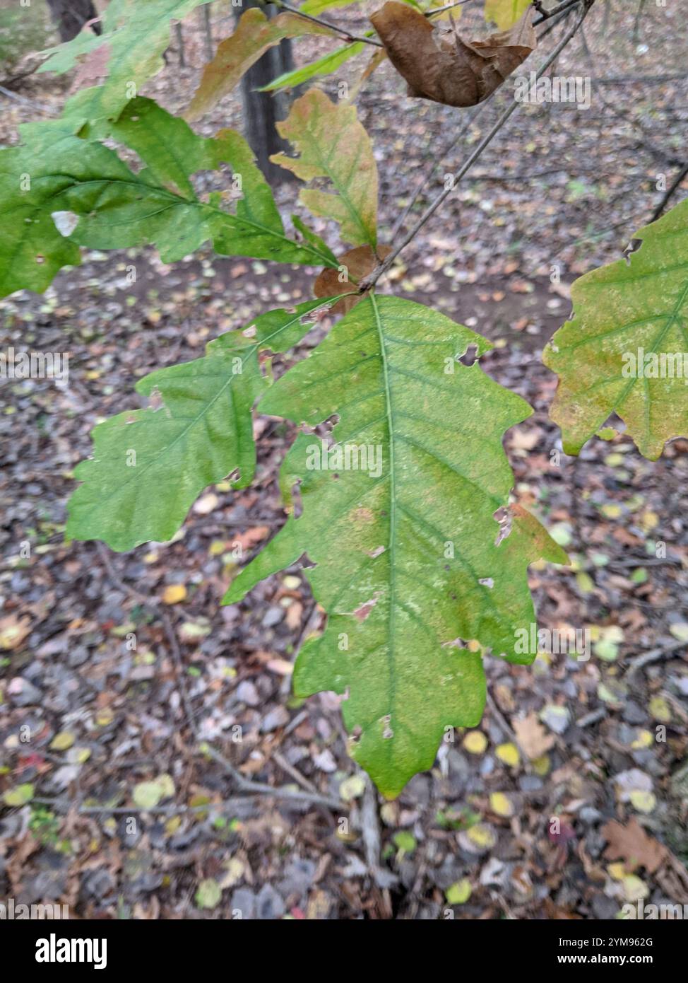 swamp white oak (Quercus bicolor Stock Photo - Alamy