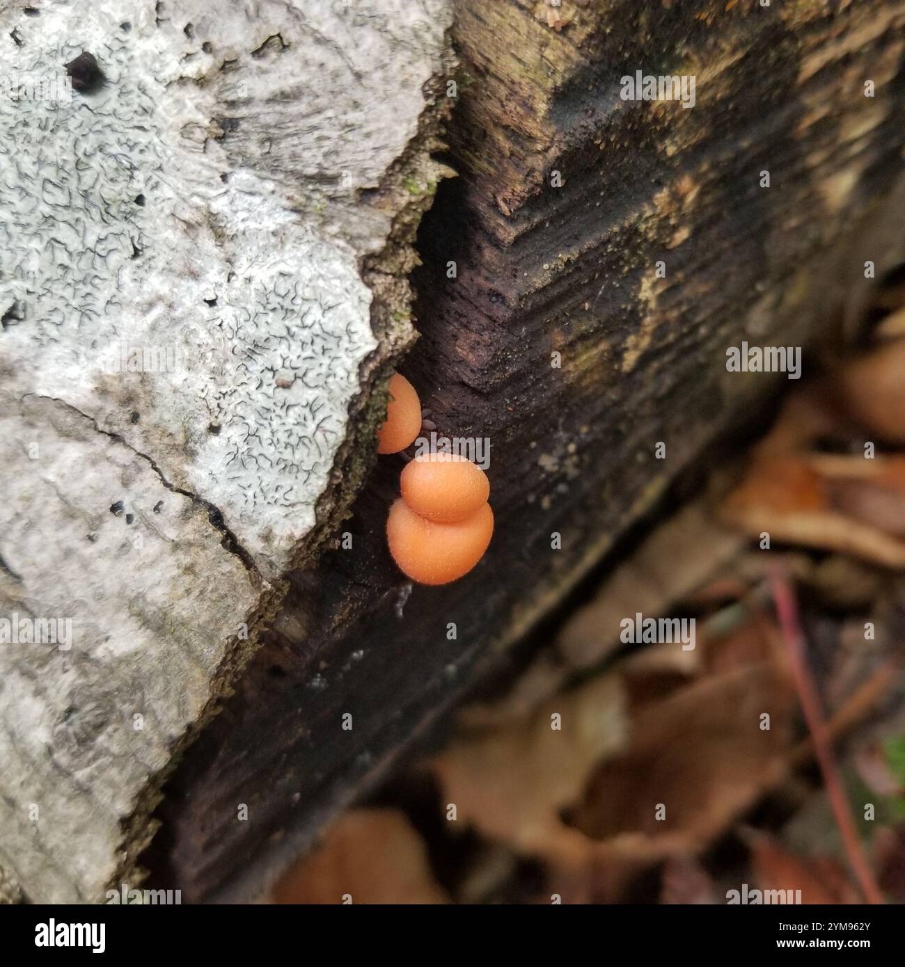 Wolf's Milk (Lycogala epidendrum Stock Photo - Alamy