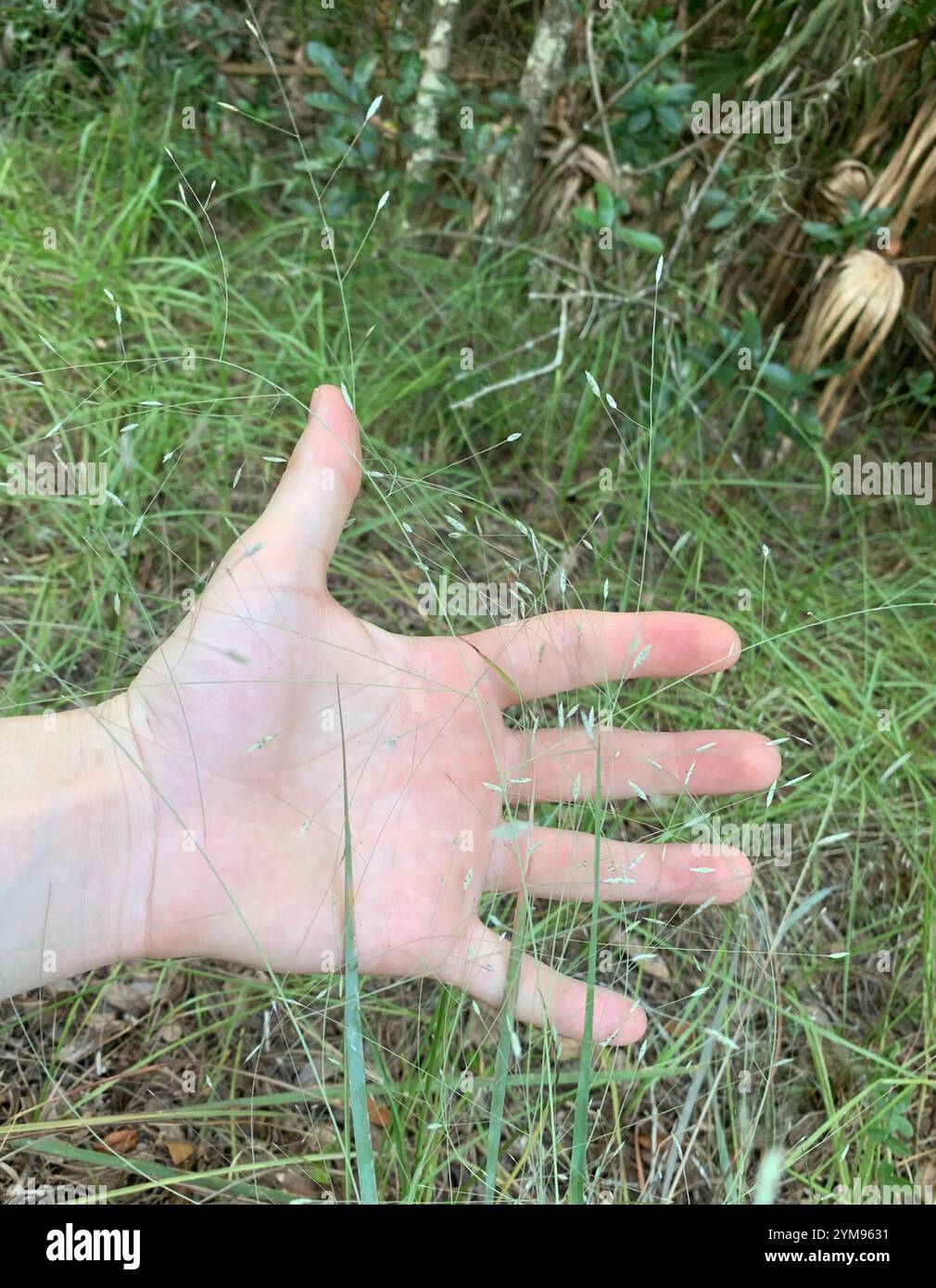 Elliott's lovegrass (Eragrostis elliottii Stock Photo - Alamy