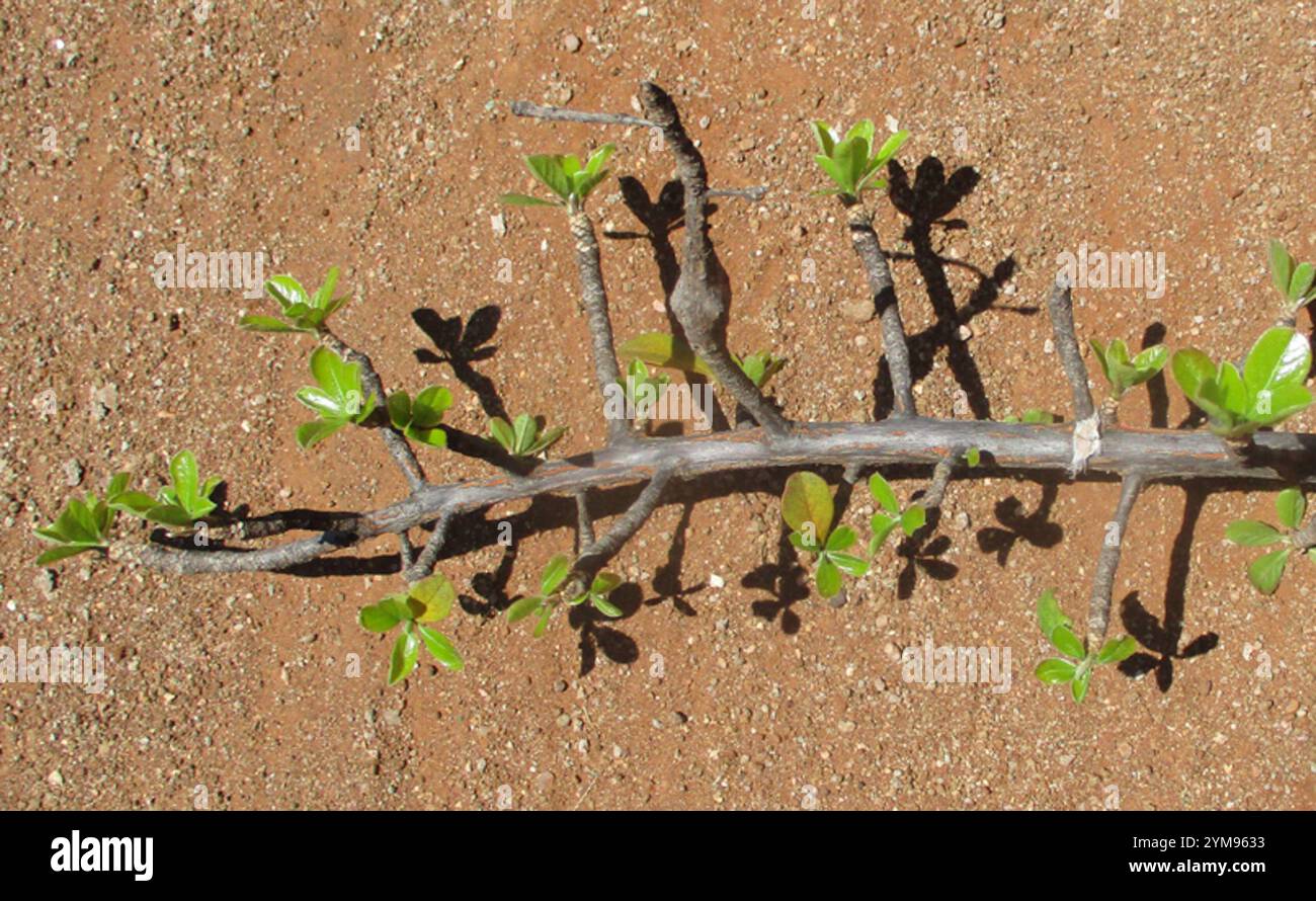 Purplepod clusterleaf (Terminalia prunioides Stock Photo - Alamy