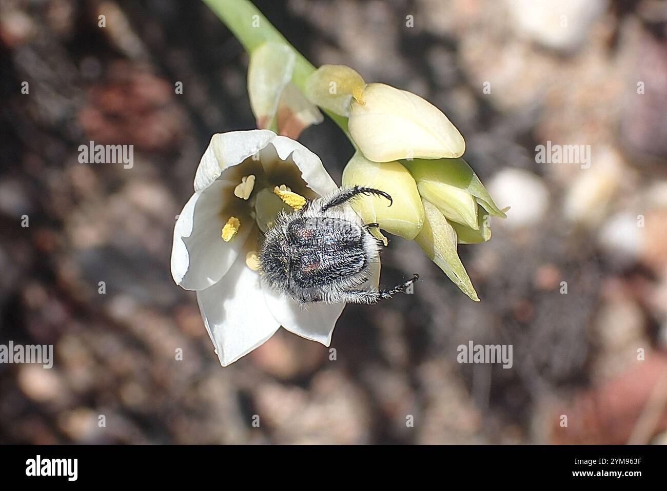 Monkey Beetles (Hopliini Stock Photo - Alamy