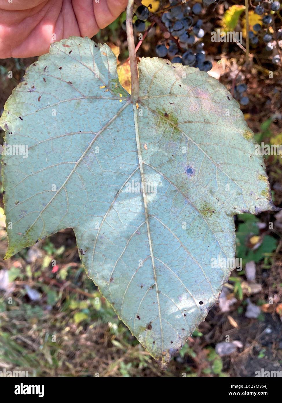 riverbank grape (Vitis riparia Stock Photo - Alamy
