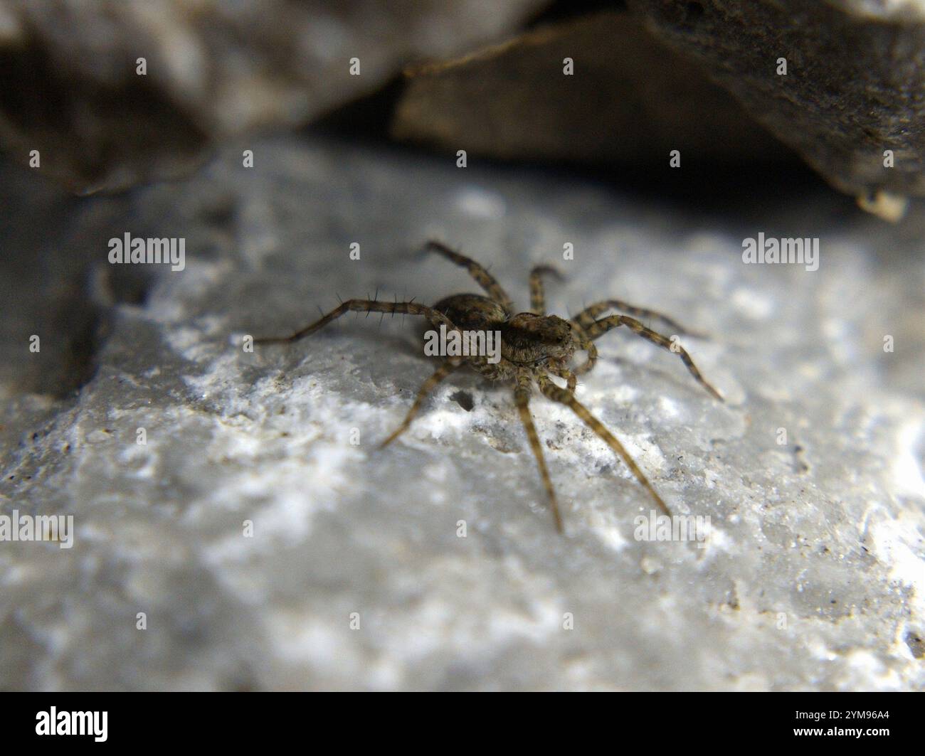 Thin-legged Wolf Spiders (Pardosa Stock Photo - Alamy