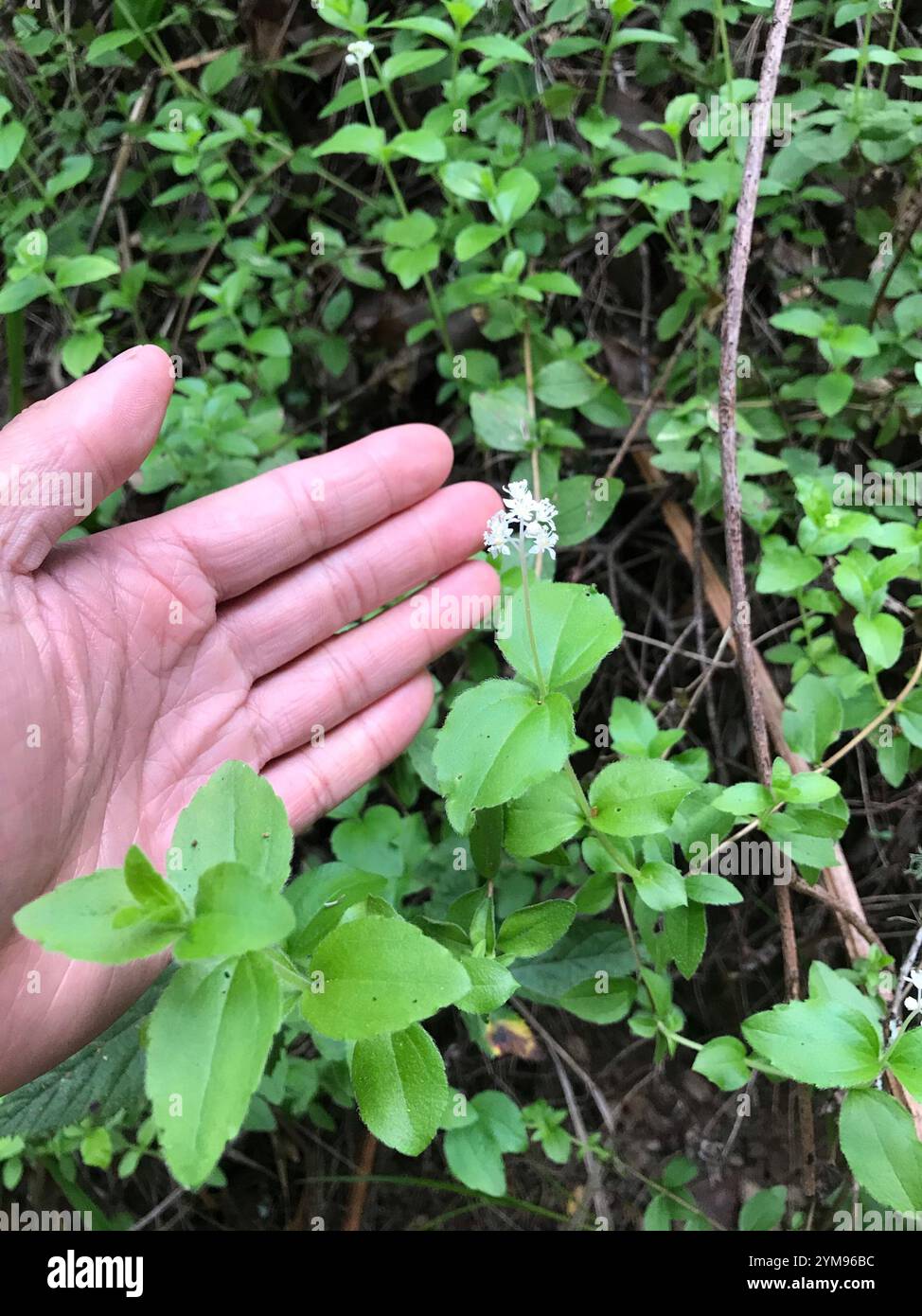 modesty (Whipplea modesta Stock Photo - Alamy