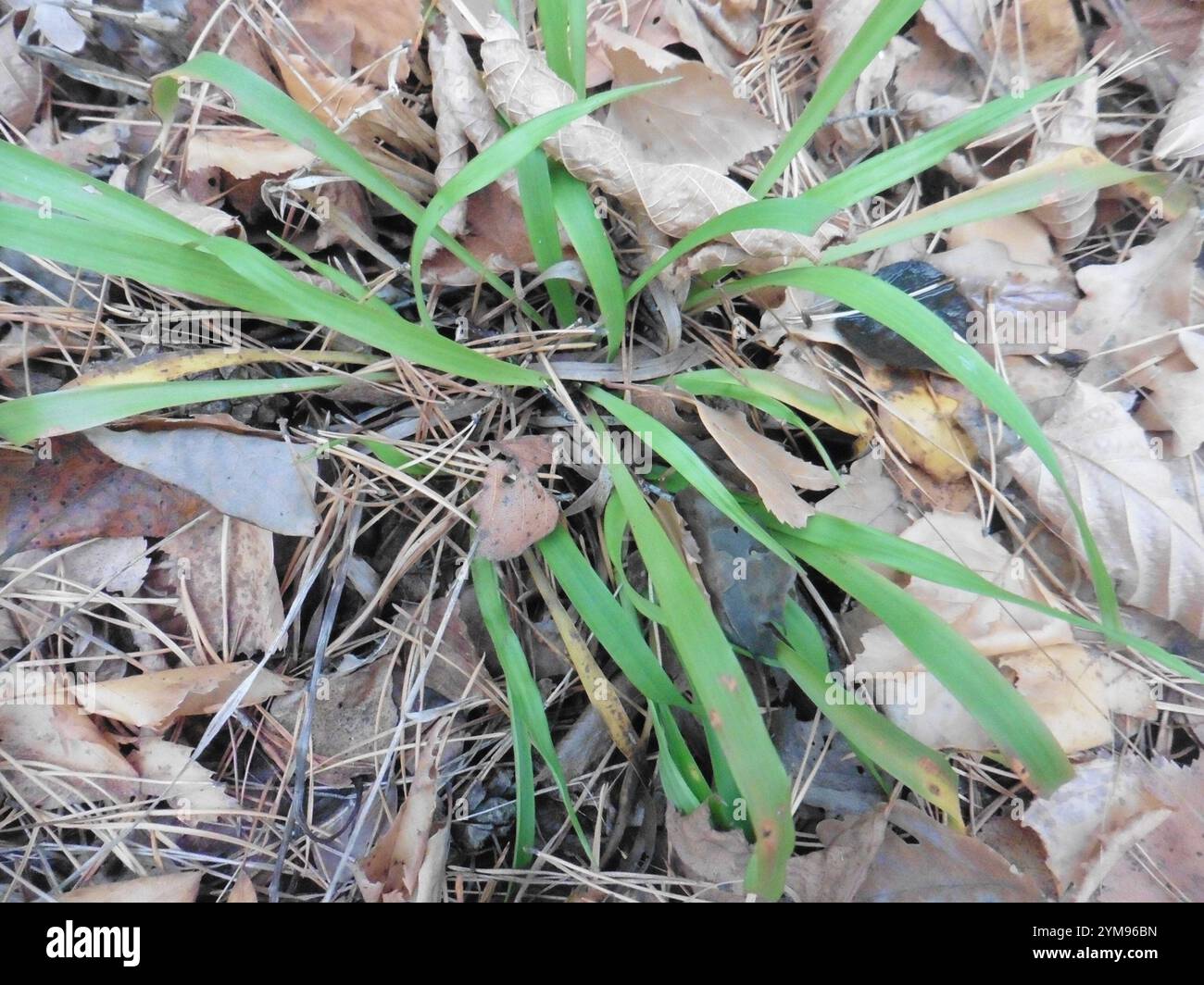 Hairy Woodrush (Luzula pilosa Stock Photo - Alamy