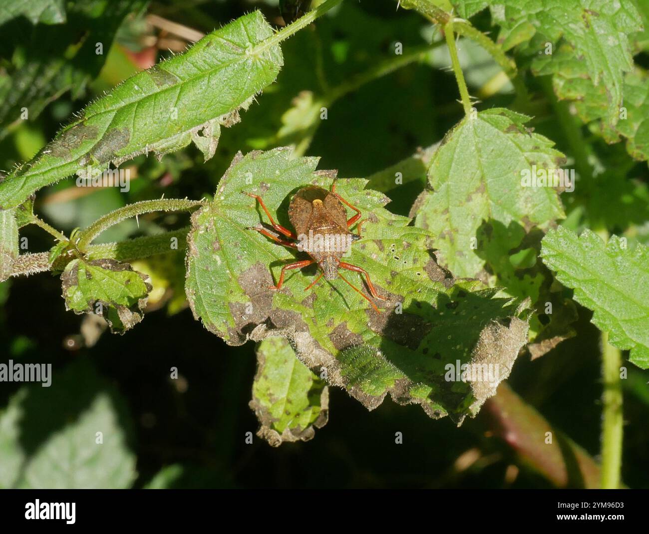 Spiny shield bug hi-res stock photography and images - Alamy