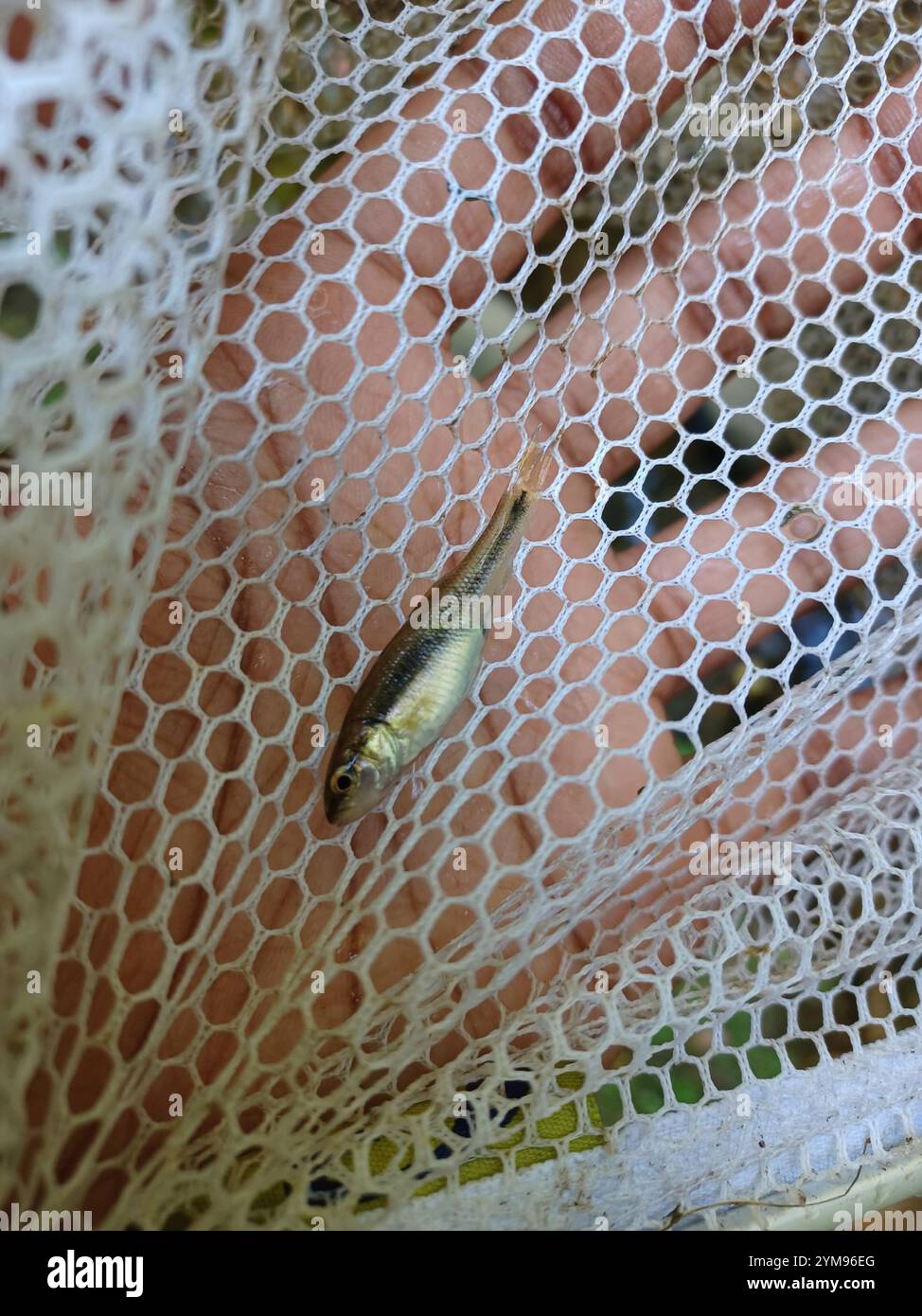 Semotilus atromaculatus hi-res stock photography and images - Alamy