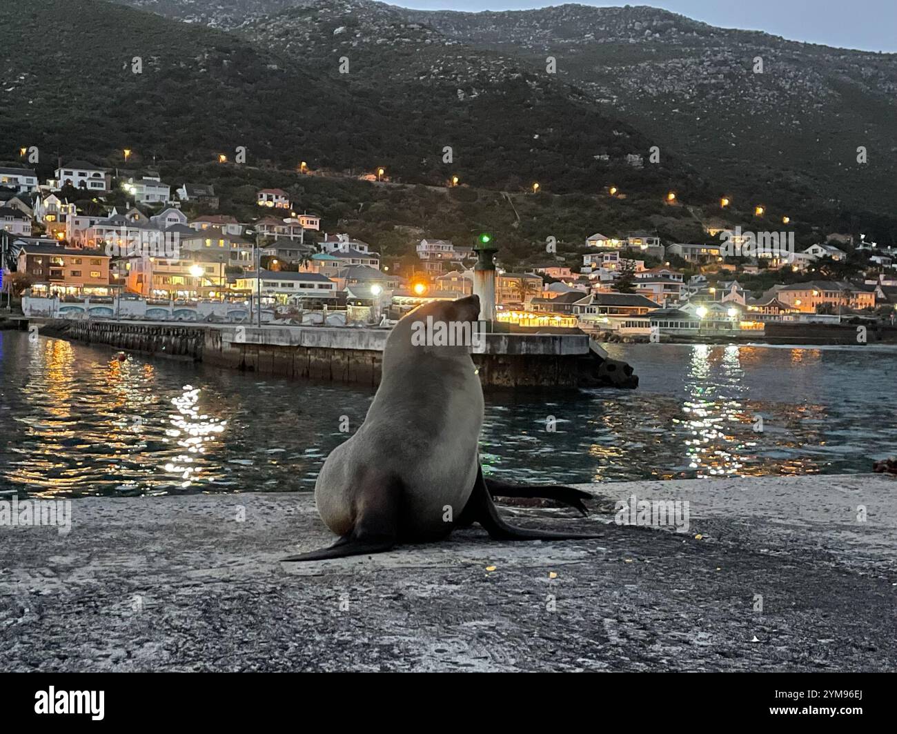 Cape Fur Seal (Arctocephalus pusillus pusillus Stock Photo - Alamy