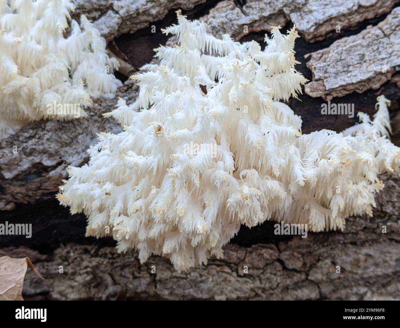 Coral tooth fungus (Hericium coralloides Stock Photo - Alamy