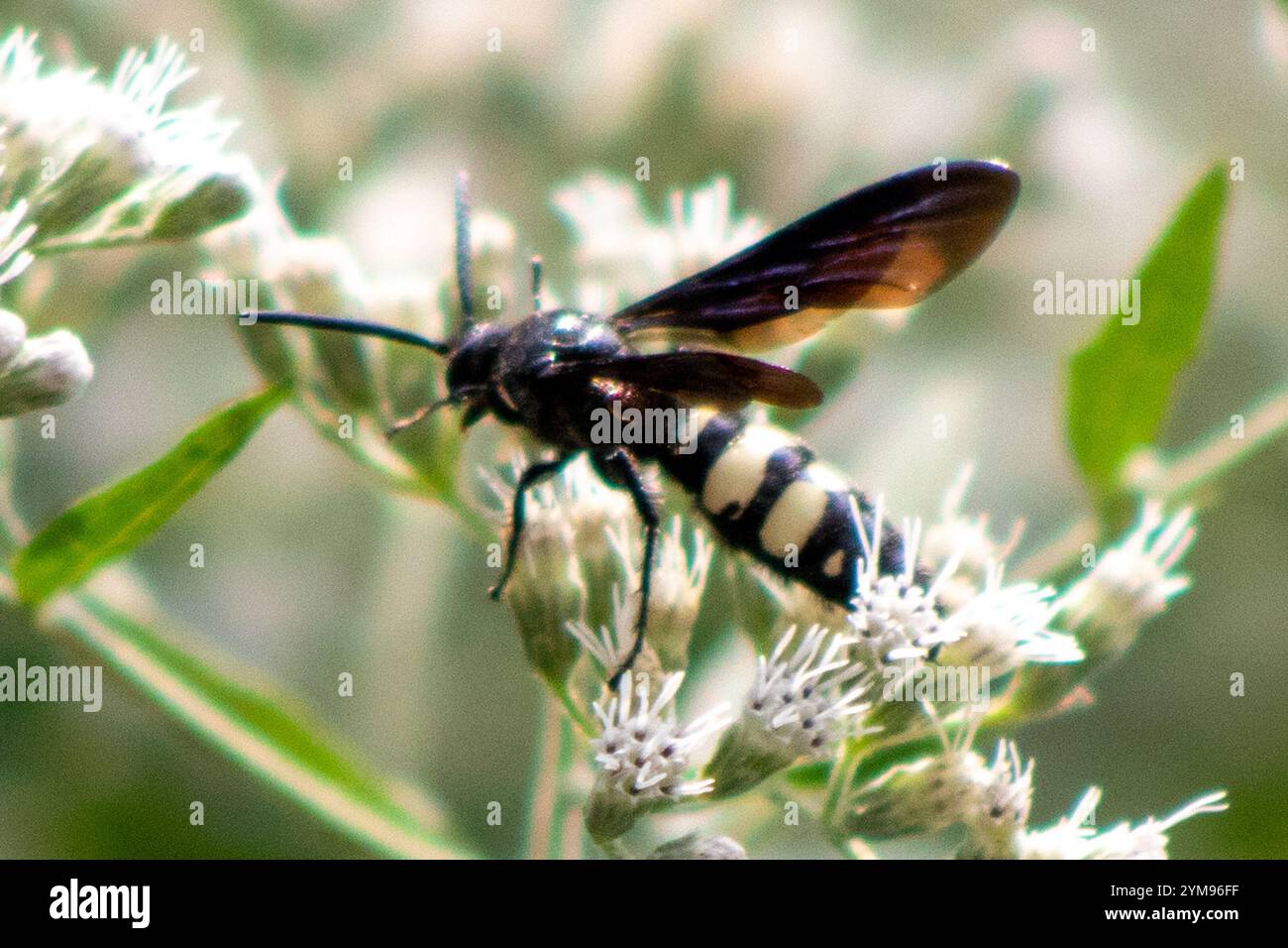 Double-banded Scoliid Wasp (Scolia bicincta Stock Photo - Alamy