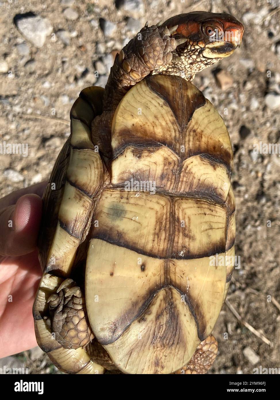 Three-toed Box Turtle (Terrapene triunguis Stock Photo - Alamy