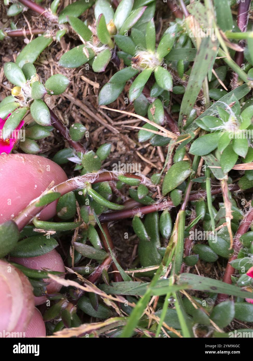 Paraguayan Purslane (Portulaca amilis Stock Photo - Alamy