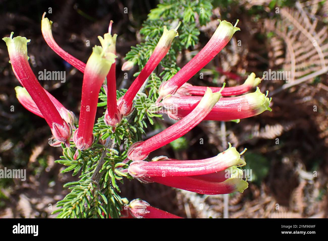 George Onecolour Heath (Erica unicolor georgensis Stock Photo - Alamy