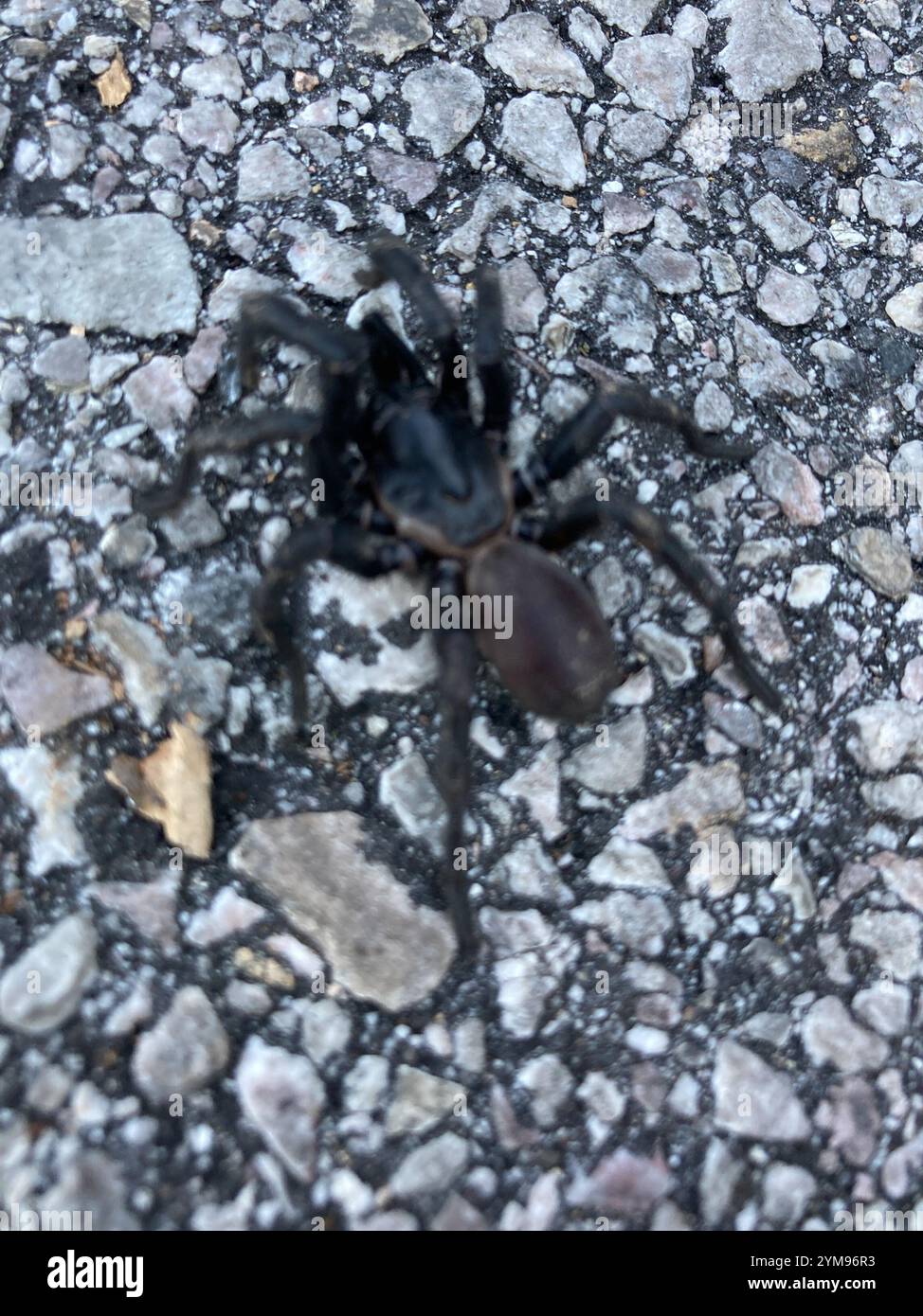 Wafer-lid Trapdoor Spiders (Euctenizidae Stock Photo - Alamy