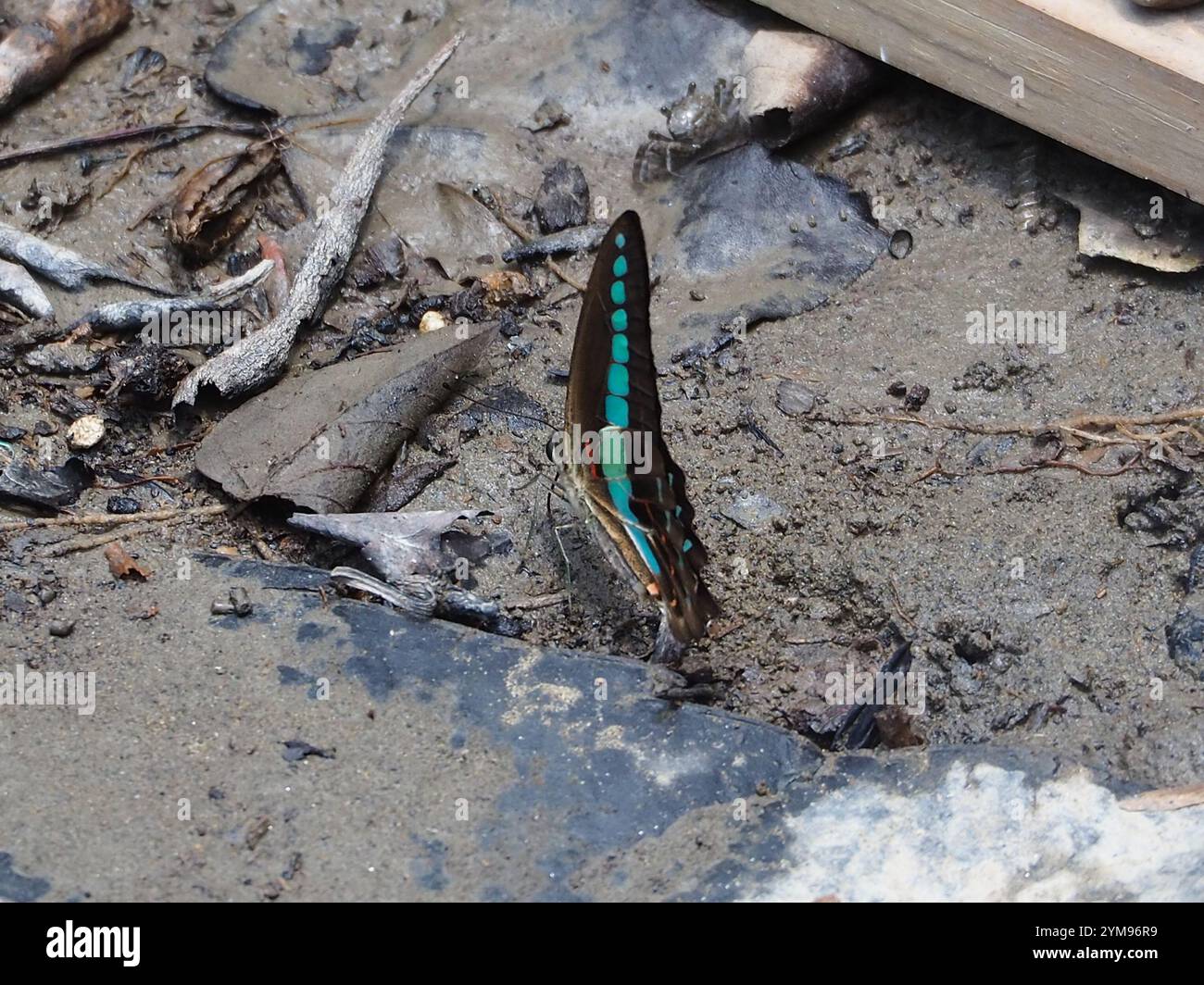 Formosan Common Bluebottle (Graphium sarpedon connectens Stock Photo ...