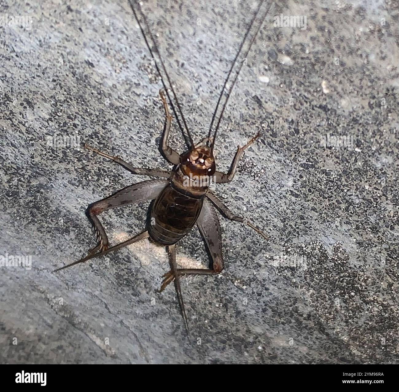 Tropical house cricket hi-res stock photography and images - Alamy