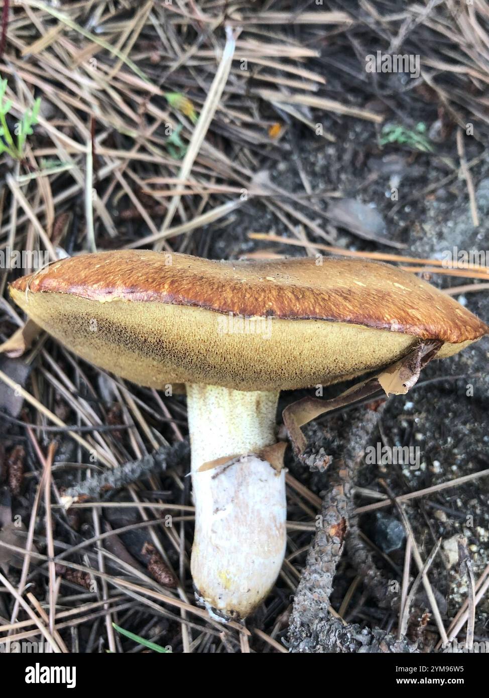 Slippery Jacks (Suillus Stock Photo - Alamy