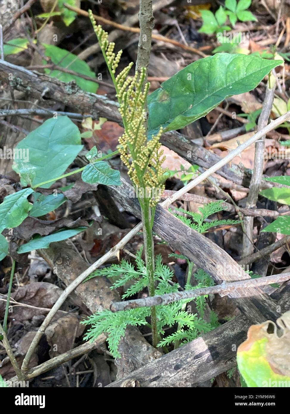 Cutleaf Grapefern (Sceptridium dissectum Stock Photo - Alamy